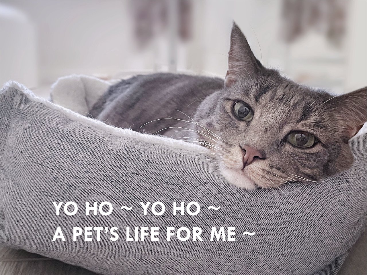 Contact – pebblepet